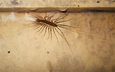 8 Common Bugs With Long Legs With Pictures