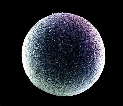 Al microscopio SEM la zona pelúcida del ovocito humano Imagen de David M Phillips Microscopio