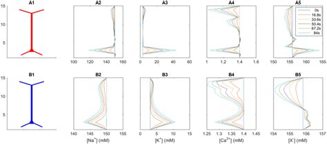 Extracellular Ion Concentration Profiles At Selected Time Download