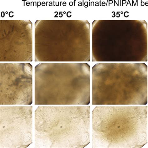effect of nipam concentration and temperature on the optical density of