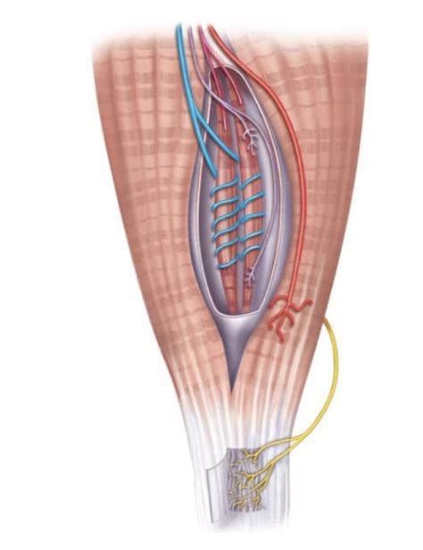 Muscle Spindle Diagram Diagram Quizlet