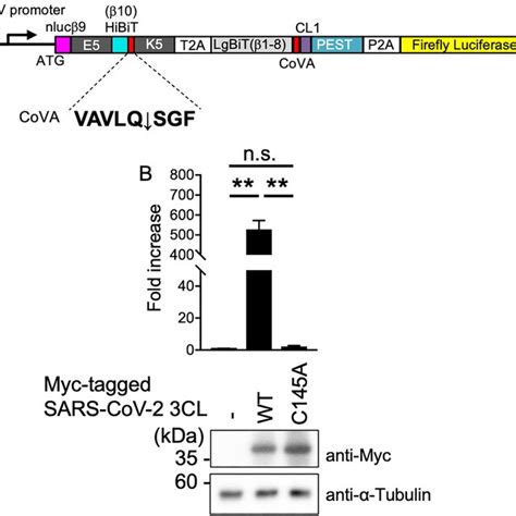 Development Of Nanoluc Luciferase Based Protease Indicator