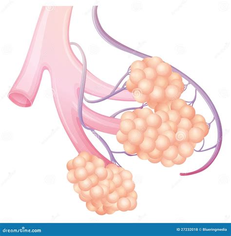 Alveolus In Lung Gas Exchange Anatomy Concept Vector Illustration