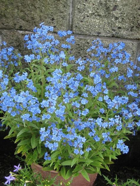Light Blue Flowers