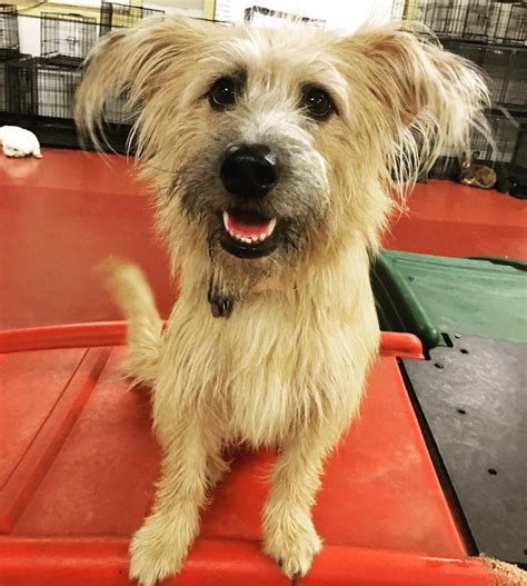 26 Shih Tzu Mixes Adorable Shih Tzu Mixed Breeds Artofit