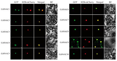 Identification Of Stress Responsive Nac Genes In Casuarina