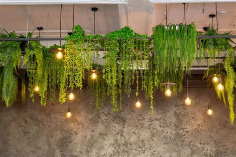 Ceiling Grid Plant Hangers Shelly Lighting