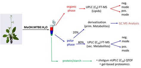 Analyzing Proteins And Metabolites All In One Extraction Max Planck
