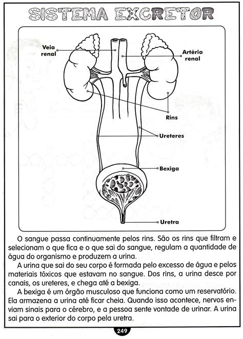Atividade Sistema Excretor 5 Ano Nazaedu