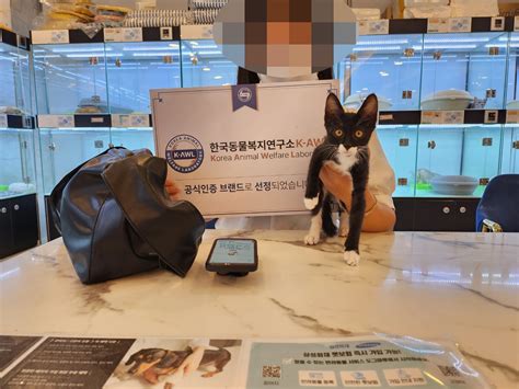 코리안숏헤어 다섯 포메라니안키우는방법 말티즈키우는방법 말티푸키우는방법 푸들키우는방법 먼치킨키우는방법 랙돌키우는방법 브리티쉬숏헤어키우는방법 스코티쉬폴드키우는방법 러시안블루