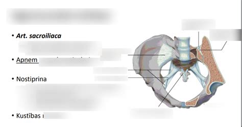Juncturae Cinguli Pelvici Art Sacroiliaca Diagram Quizlet