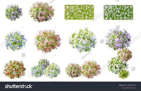 Stock vektor Vector Watercolor Blooming Tree Top View bez autorských poplatků 2280669735