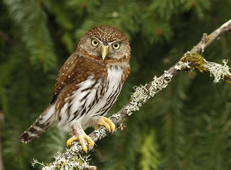 Northern Pygmy Owl Glaucidium Californicum By Jared Hobbs The Owl Pages
