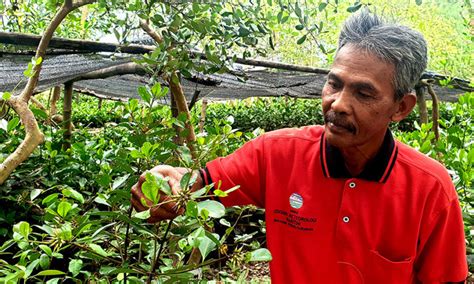 Abdul Mughni Pelestari Mangrove Di Ujungpangkah Gresik