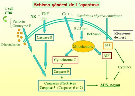 Ppt Lapoptose Powerpoint Presentation Free Download Id3194958
