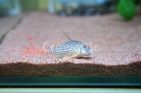 희귀종 희귀물고기 수조관 물고기 해수어 사진 이미지 일러스트 캘리그라피 도나작가