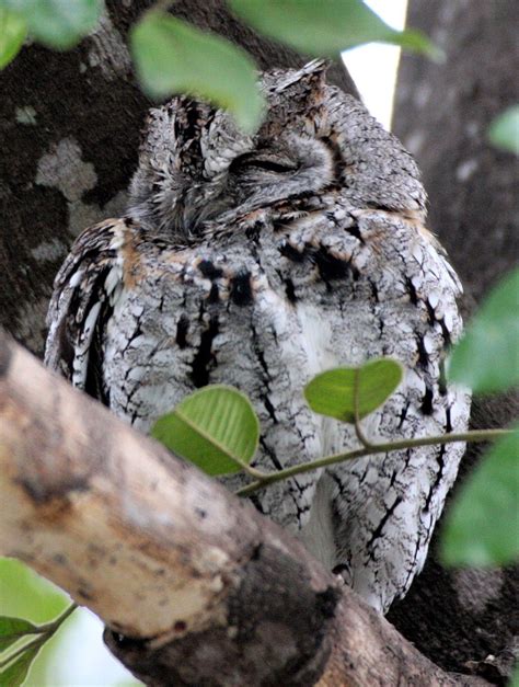 African Scops Owl Otus Senegalensis — Coke Smith Wildlife