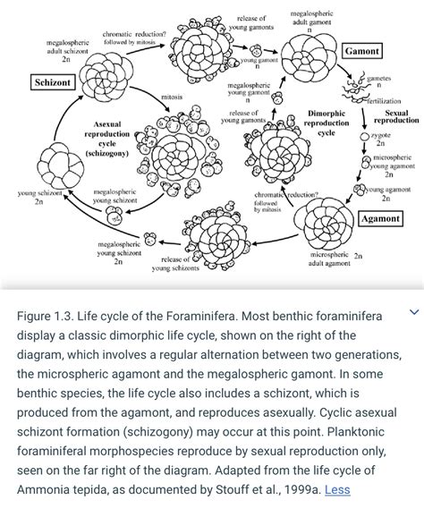For Foraminifera Lovers General Fossil Discussion The Fossil Forum