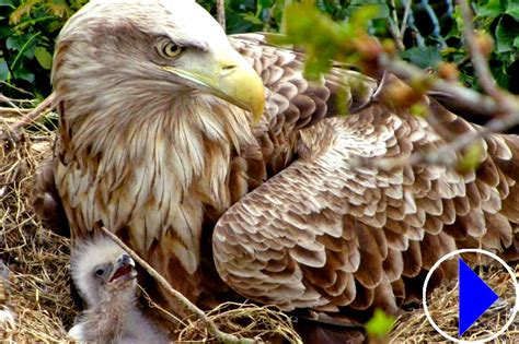 Albino Eagle White Bellied Sea Eagle Canberra Birds
