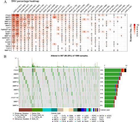 Single Nucleotide Variation Snv Frequency And Variant Types Of