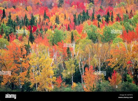 Deciduous Trees In Fall Can You Identify The Deciduous Trees Of