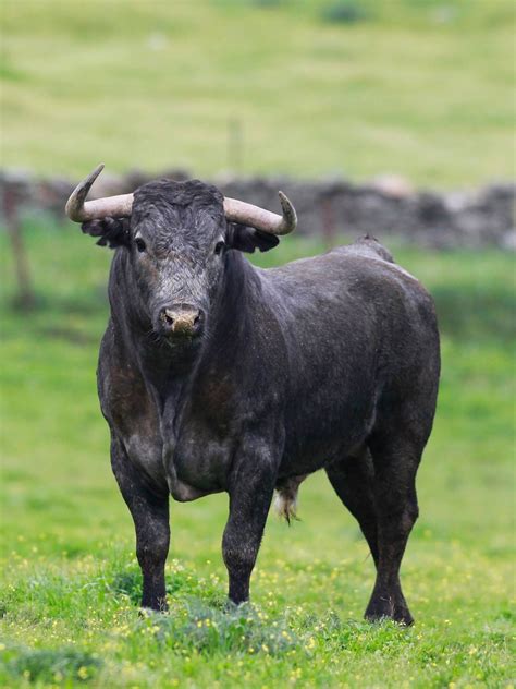 Definición De Toro ¿qué Es Un Toro Definición En Inversión Rasgos Y