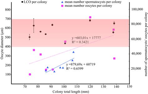 Relationship Between The Colony Total Length Of Individual Colonies Of Download Scientific
