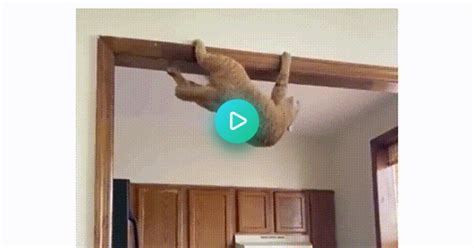 Dependency  On Imgur