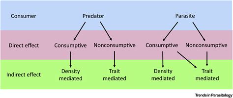 Examples Of Parasites In Ecosystem