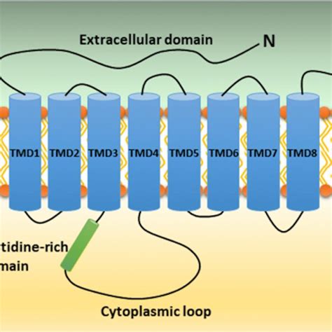Vector Map Of Pgem T Easy Before Insertion Of Cdna Fragment From A