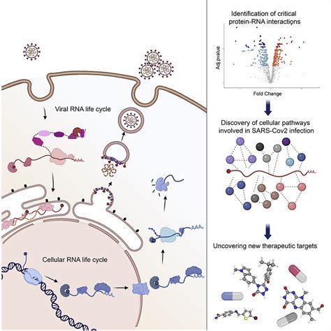 Protein Rna Interactions In Sars Cov 2 Infected Cells Reveal Key Regulators Of Infection