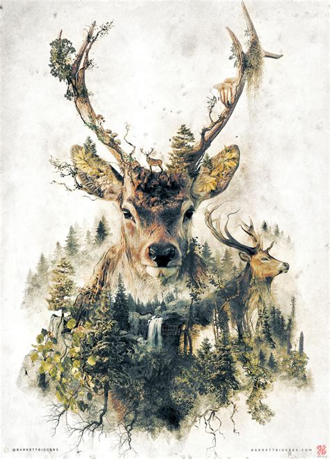 Deer Art Drawing Nature Roy Hannifan