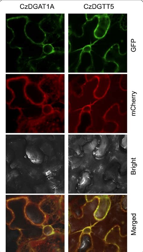 Subcellular Localization Of Czdgat1a And Czdgtt5 In Tobacco Lower Download Scientific Diagram
