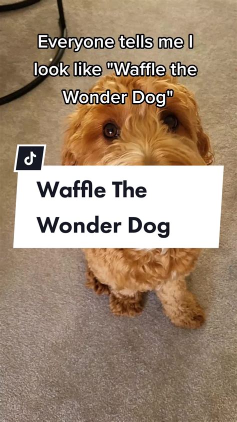 Wonder Dog Memes Waffle The Wonder Dog Tv Waffle The Wonder Dog