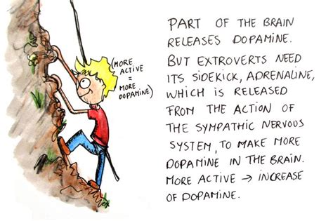 Why Extroverts Like Action And Introverts Like Calm The Brain