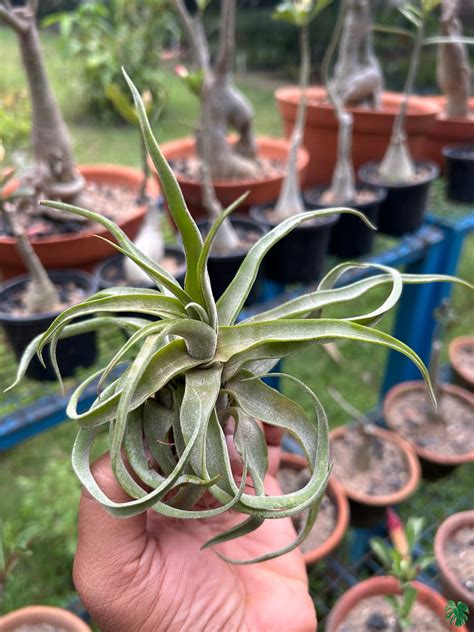 Buy Tillandsia Streptophylla | Peppyflora®