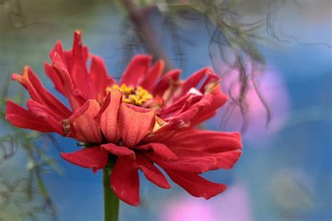 Photo Zinnia Django
