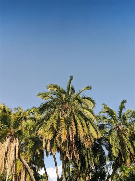 무료 이미지 나무 하늘 초목 야자수 낮 종범 데이트 팜 우디 식물 엘라 에이스 육상 식물 식물학 Attalea Speciosa 열대 Desert