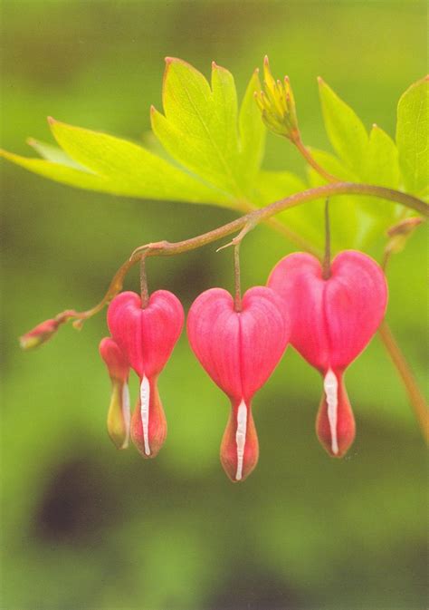 Pin on 𝖥 𝖫 𝖮 𝖶 𝖤 𝖱 𝖲