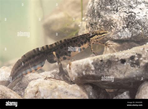Tritone Punteggiato The Smooth Newt European Newt Northern Smooth Newt Or Common Newt