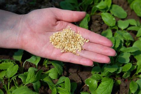 Root Nodulationbiofertilizers Be Used To Promote It In Legume Crops