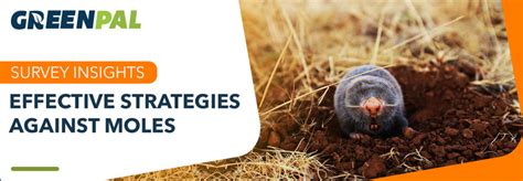 Survey Homeowners Share How To Get Rid Of Moles In Your Yard