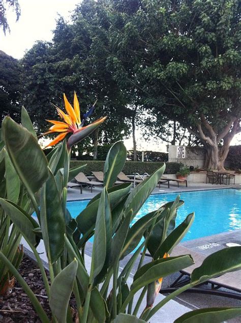 Hotel Fera Anaheim A Doubletree By Hilton Orange Ca Orange County Hotel Reviews Photos