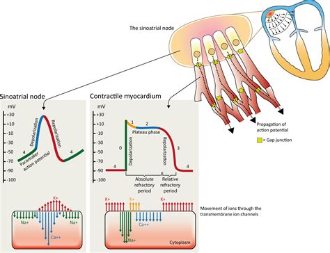 Myocardial Action Potential Diagram