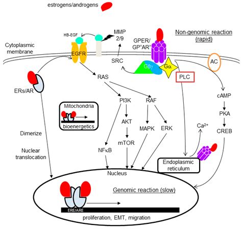 Carcinogenesis Of Triple Negative Breast Cancer And Sex Steroid Hormones