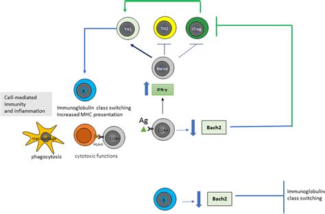 gluten specific cd4⁺ t cells of patients affected by celiac disease