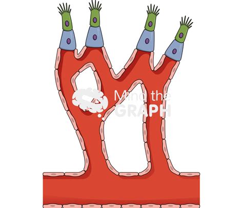 Free Tip Stalk Cell Angiogenesis 2 Sagittal Cut Icons Symbols Pictures And Images Mind The