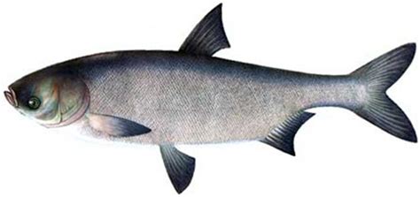 Vrste Riba Šru Šaran Bakić