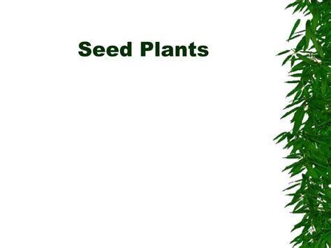 PPT Seed Plants PowerPoint Presentation Free Download ID 240899