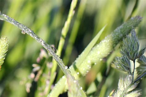 Анна Бутенко